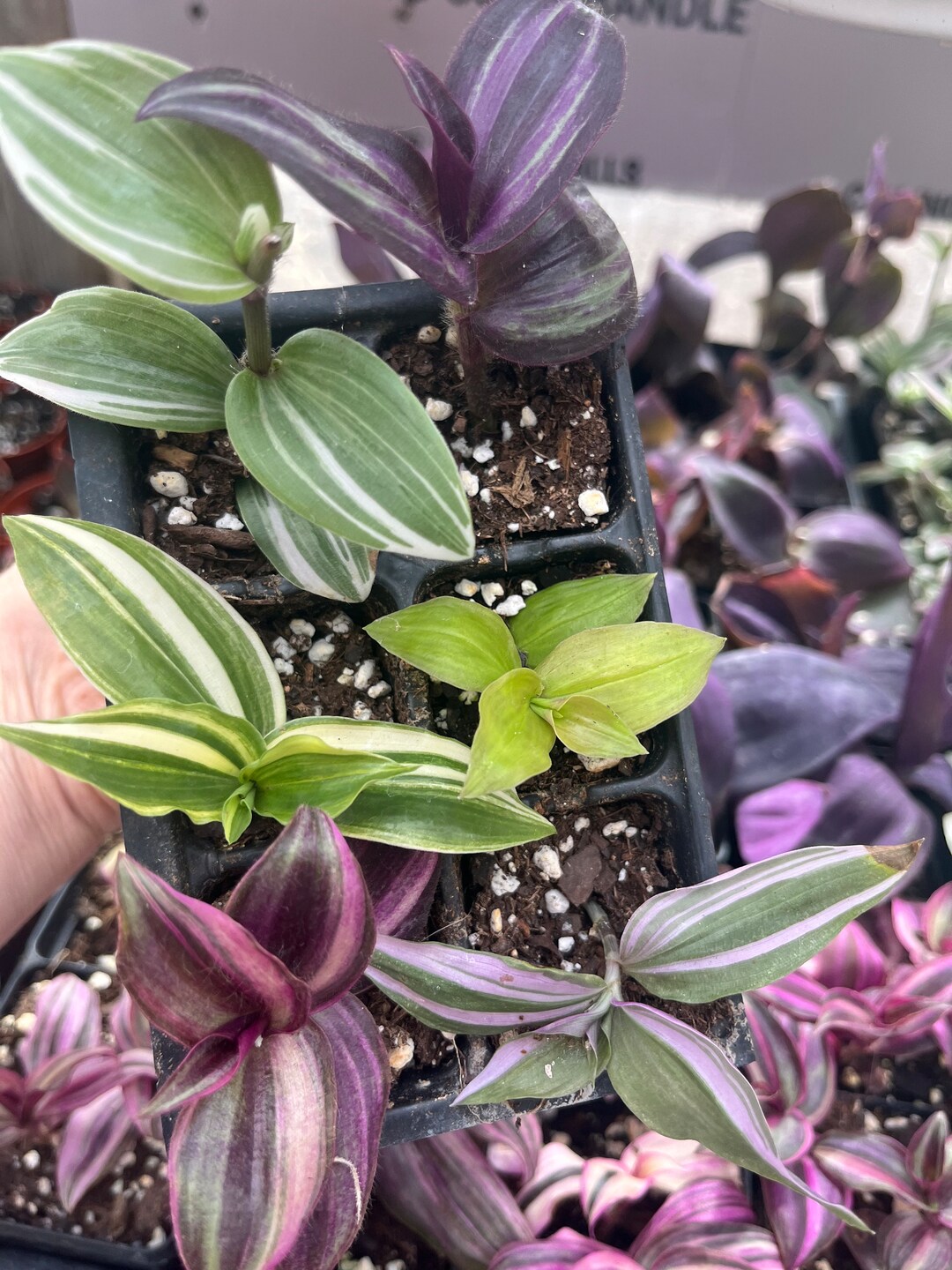 Tradescantia Spathacea Sitaras Gold 2.5 Pot - Etsy