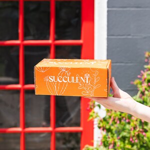 Sending You Sunshine Succulent Gift Box Live Succulent Gift Friendship ...