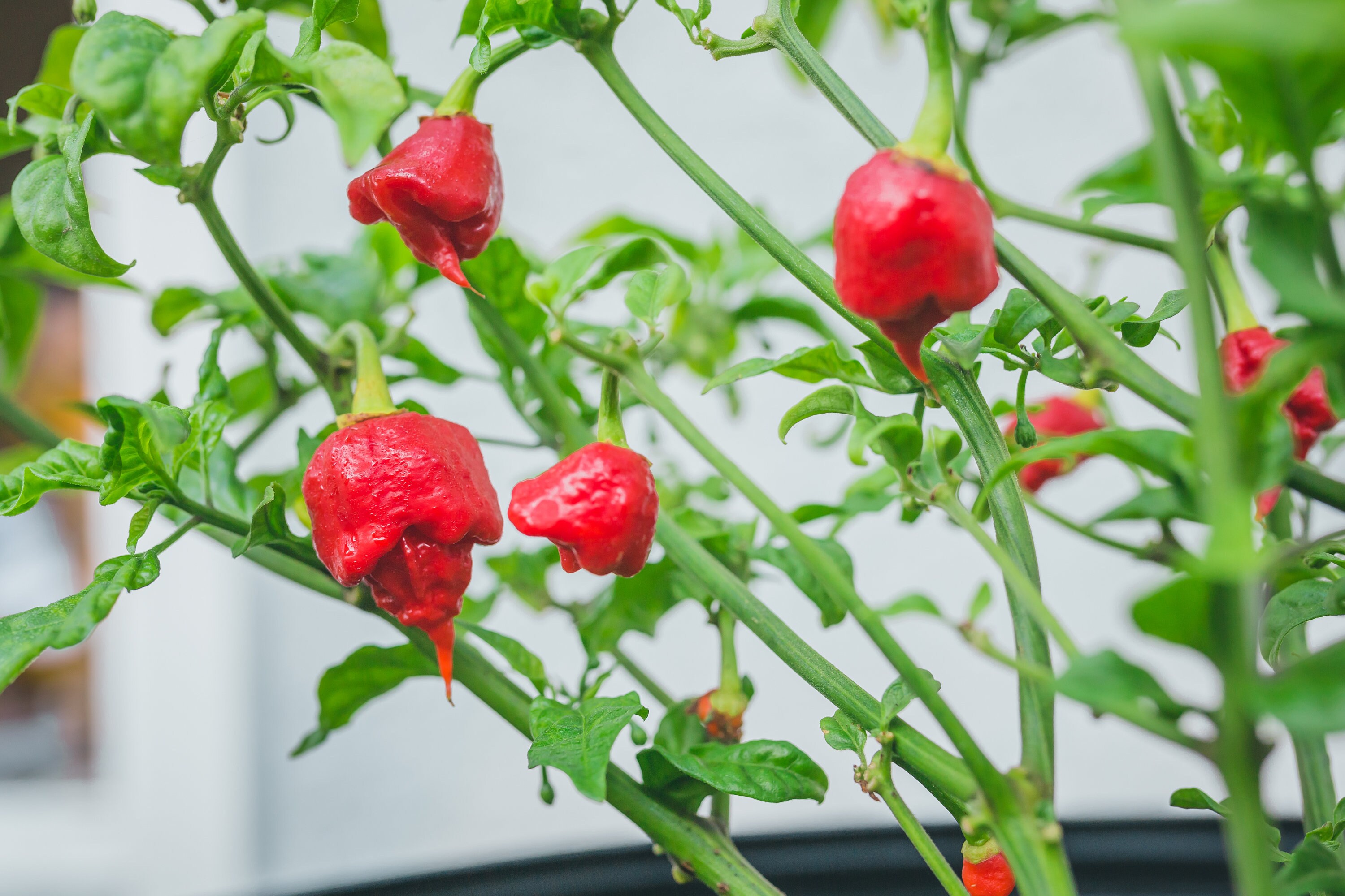 Organic Premium 7 Pot Primo Seeds 15 Seeds - Etsy