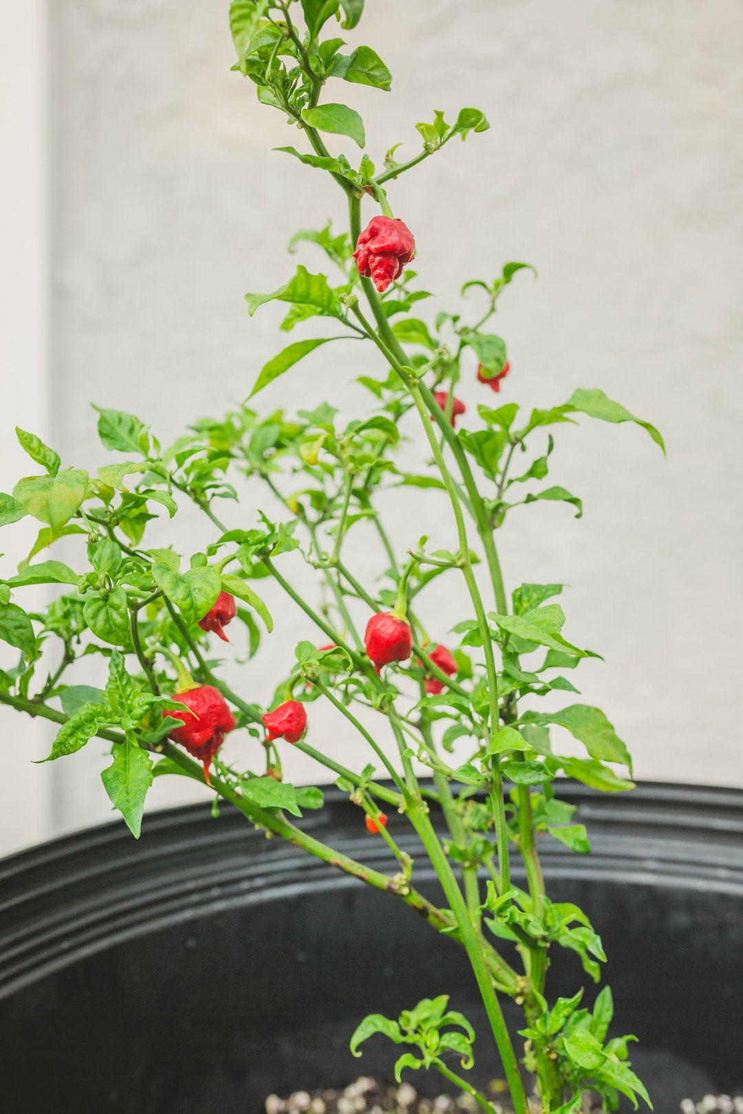 Organic Premium 7 Pot Primo Seeds 15 Seeds - Etsy