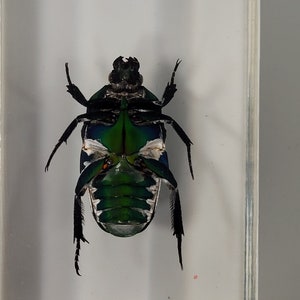 Five Piece Vintage Bug Collection / Entomology Collection in Resin ...