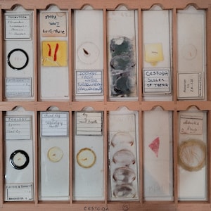 96 Antique Victorian and Later Microscope Slides: 96 Slides in Wooden ...