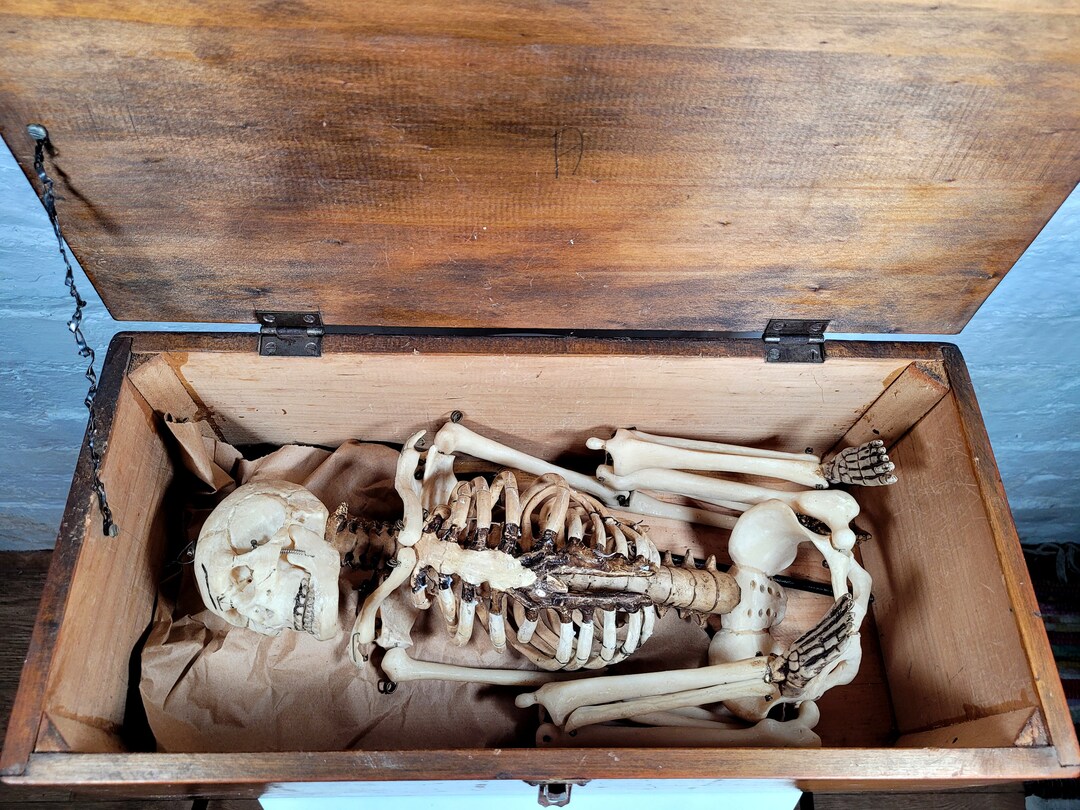 Vintage Skeleton Scale Model / Vintage Human Anatomy Model / Human ...