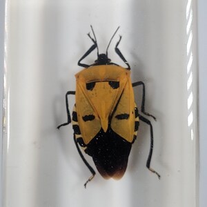 Five Piece Vintage Bug Collection / Entomology Collection in Resin ...