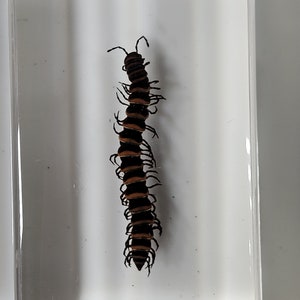 Five Piece Vintage Bug Collection / Entomology Collection in Resin ...