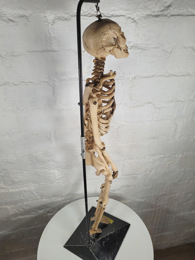 Vintage Skeleton Scale Model / Vintage Human Anatomy Model / Human ...