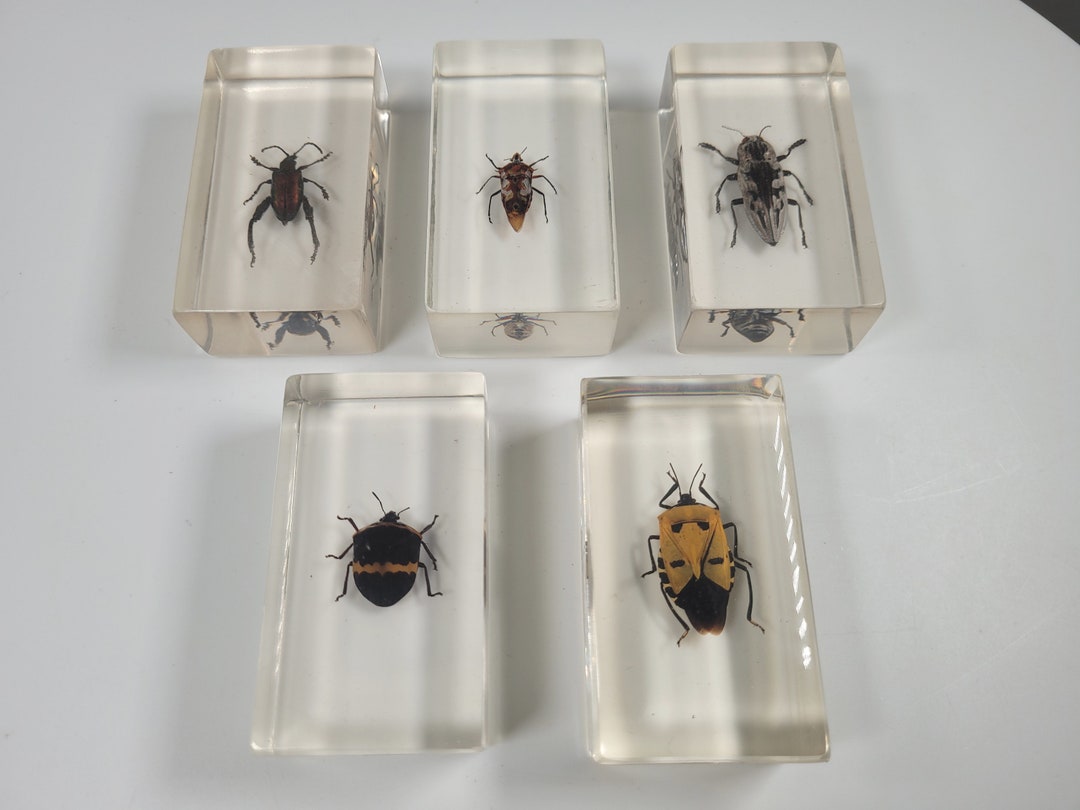 Five Piece Vintage Bug Collection / Entomology Collection in Resin ...