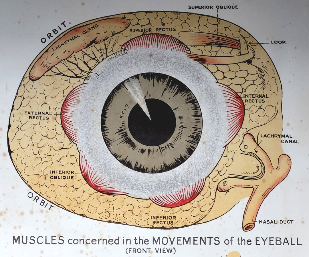 Antique Eye Poster by Robert E. Holding / Unframed Anatomical Chart of ...