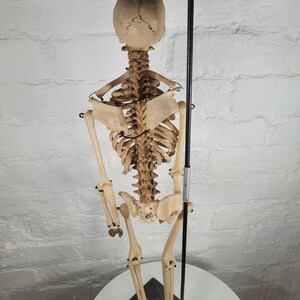 Vintage Skeleton Scale Model / Vintage Human Anatomy Model / - Etsy