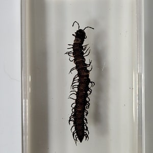 Five Piece Vintage Bug Collection / Entomology Collection in Resin ...