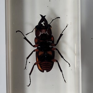 Five Piece Vintage Bug Collection / Entomology Collection in Resin ...