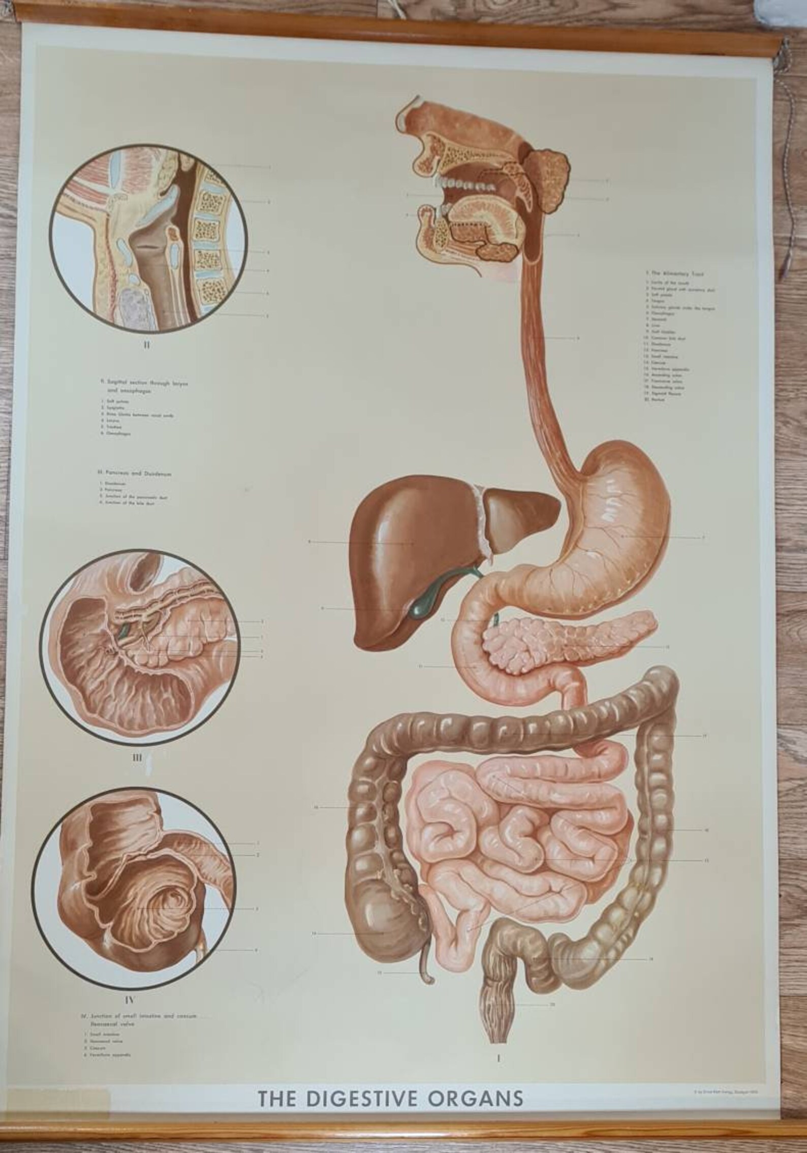 Vintage Anatomical Poster / Humandigestivesystem / 1950s Biology Poster ...