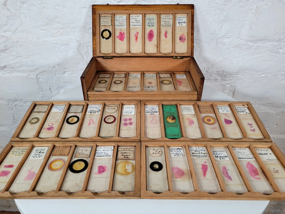 66 Antique Edwardian and Later Microscope Slides / 66 Slides in Wooden ...
