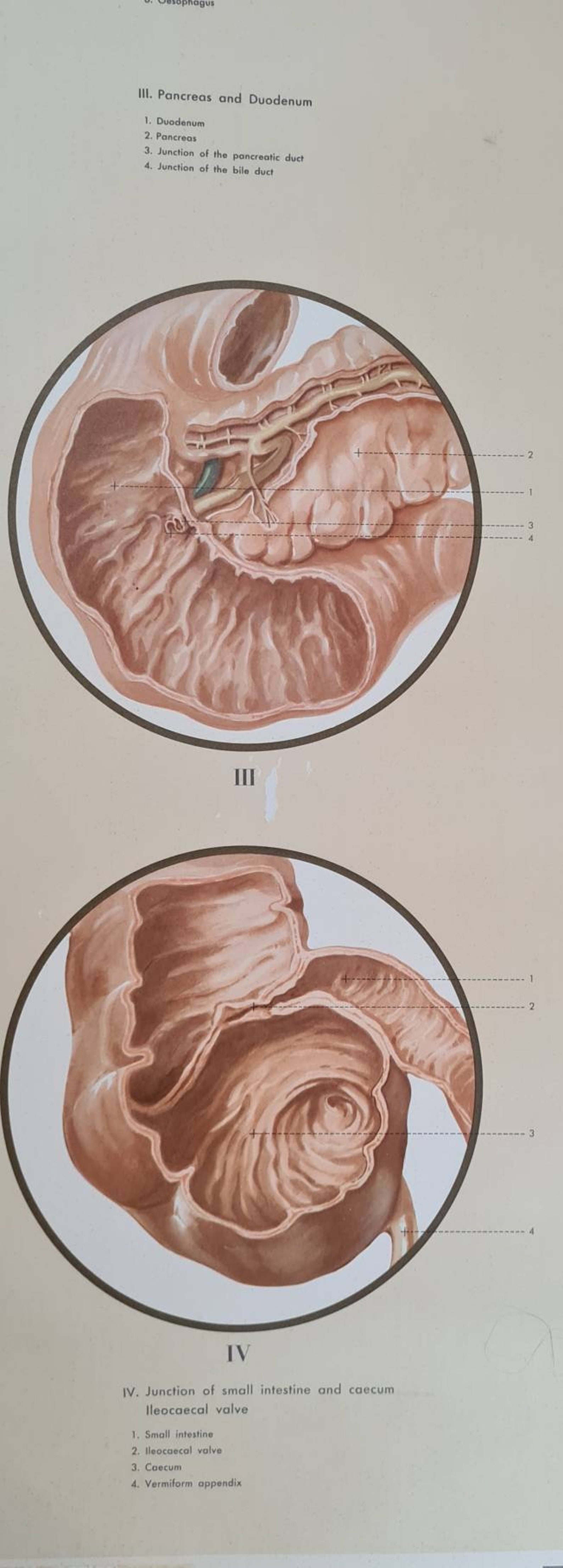 Vintage Anatomical Poster / Humandigestivesystem / 1950s Biology Poster ...