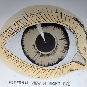 Antique Eye Poster by Robert E. Holding / Unframed Anatomical Chart of ...