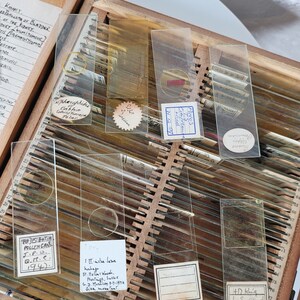 100 Antique and Vintage Microscope Slides / Microscope Slides - Etsy