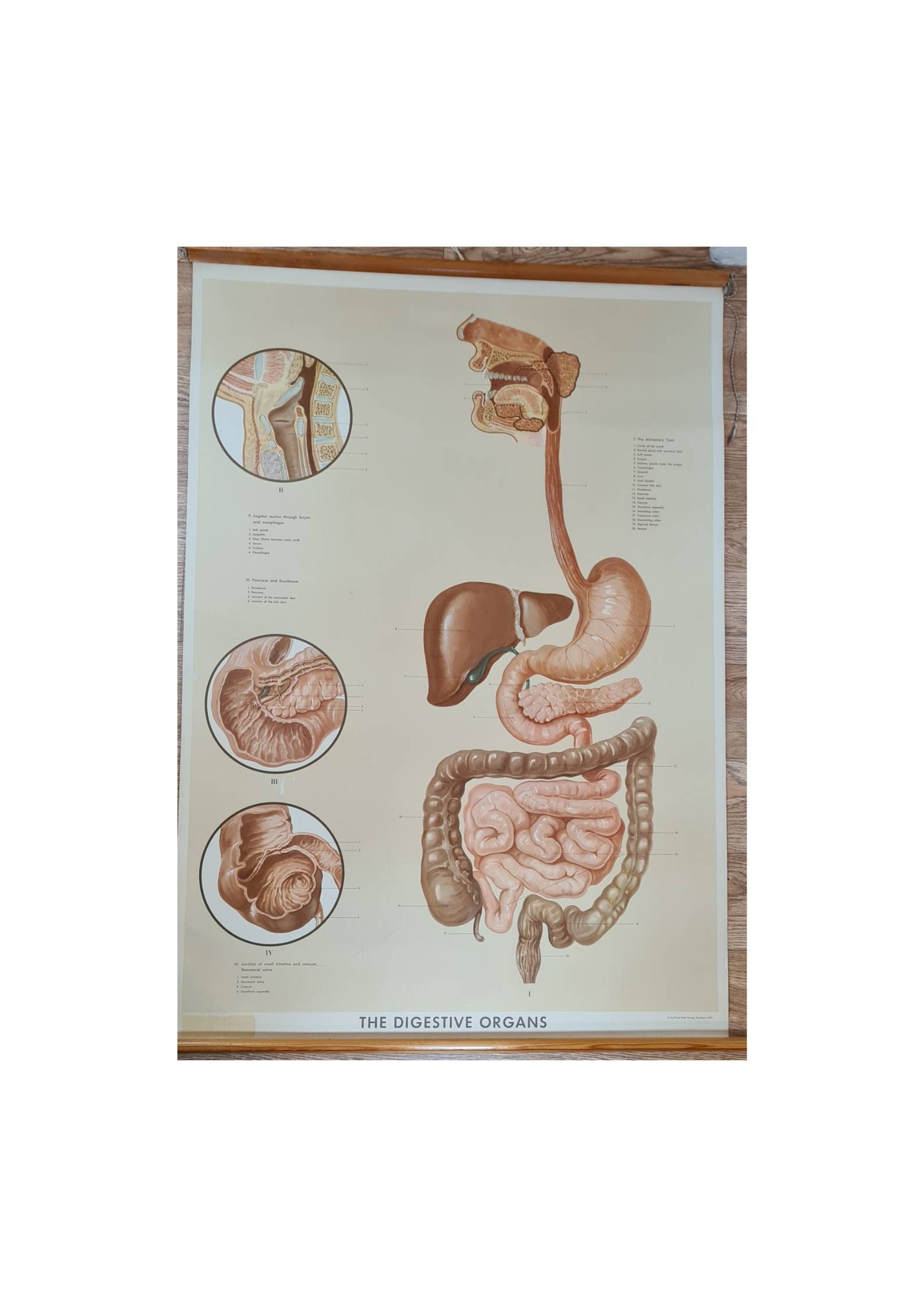 Vintage Anatomical Poster / Humandigestivesystem / 1950s Biology Poster ...