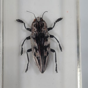 Five Piece Vintage Bug Collection / Entomology Collection in Resin ...