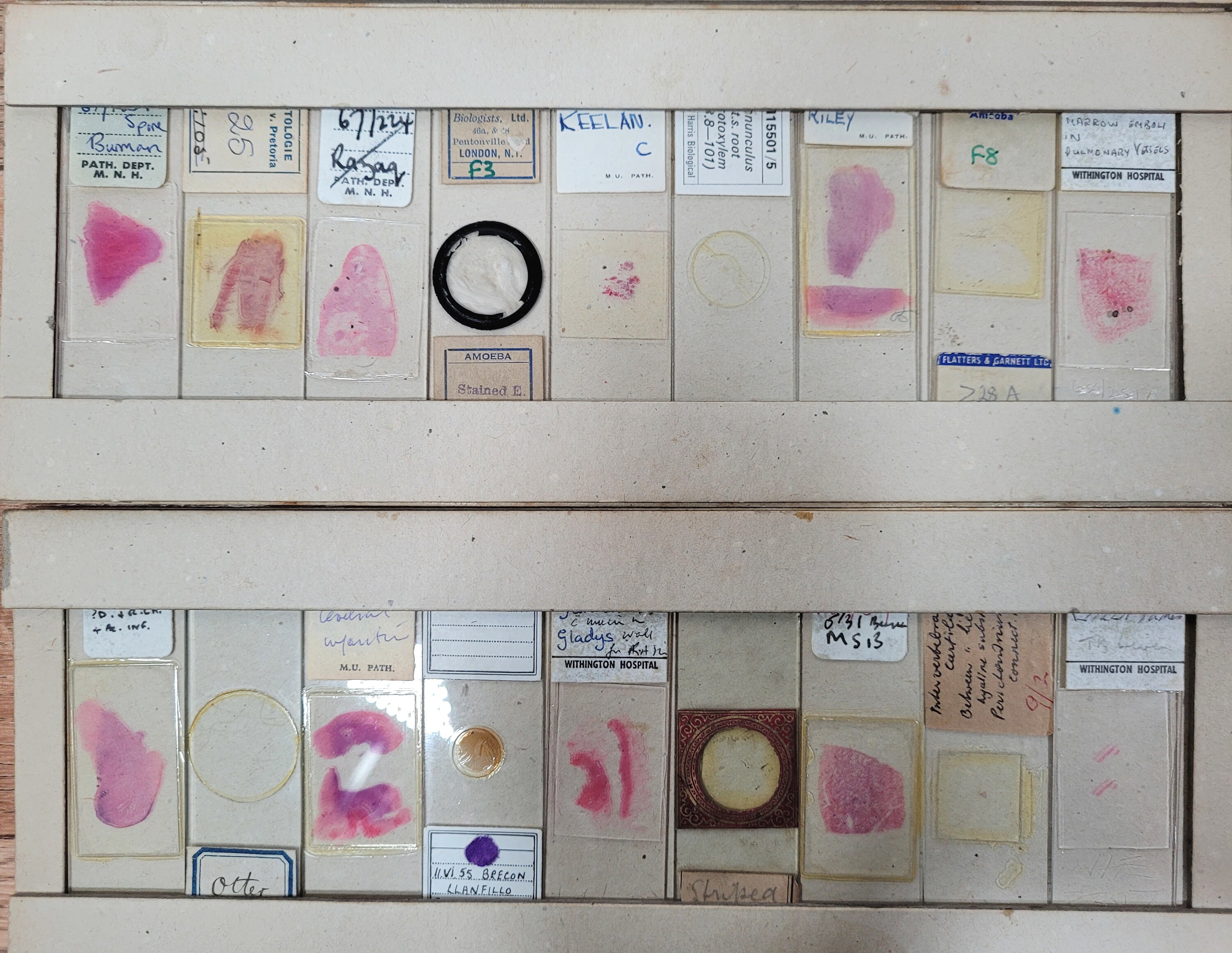 108 Antique and Vintage Microscope Slides / Microscope Slides in Box ...