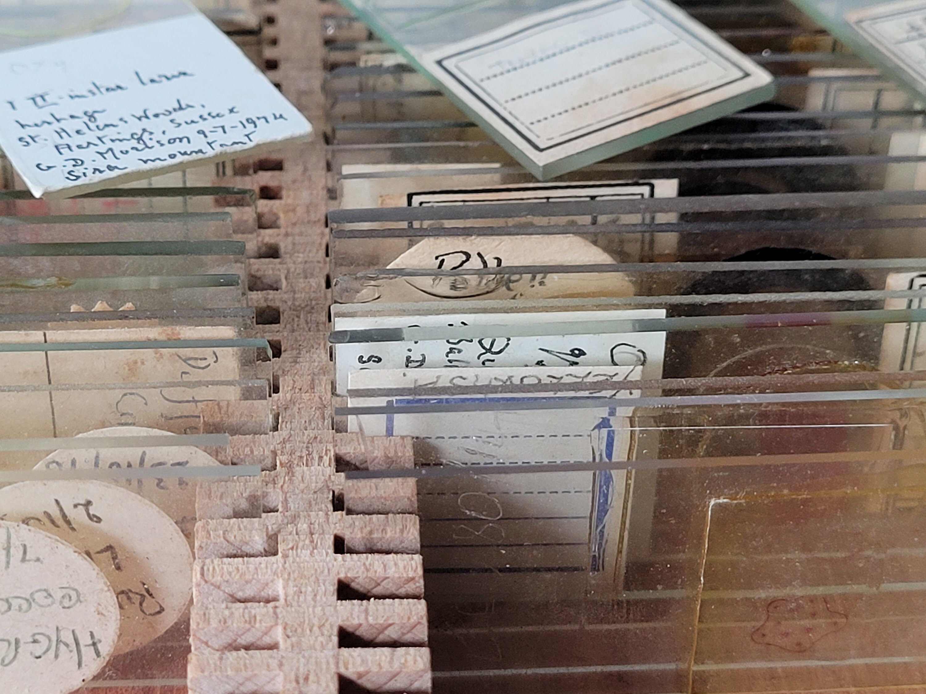 100 Antique and Vintage Microscope Slides / Microscope Slides - Etsy