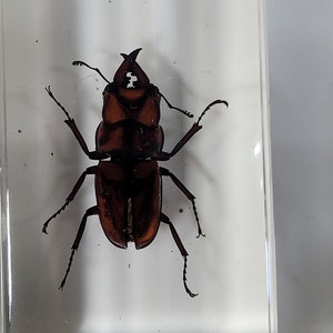 Five Piece Vintage Bug Collection / Entomology Collection in Resin ...