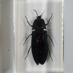 Five Piece Vintage Bug Collection / Entomology Collection in Resin ...