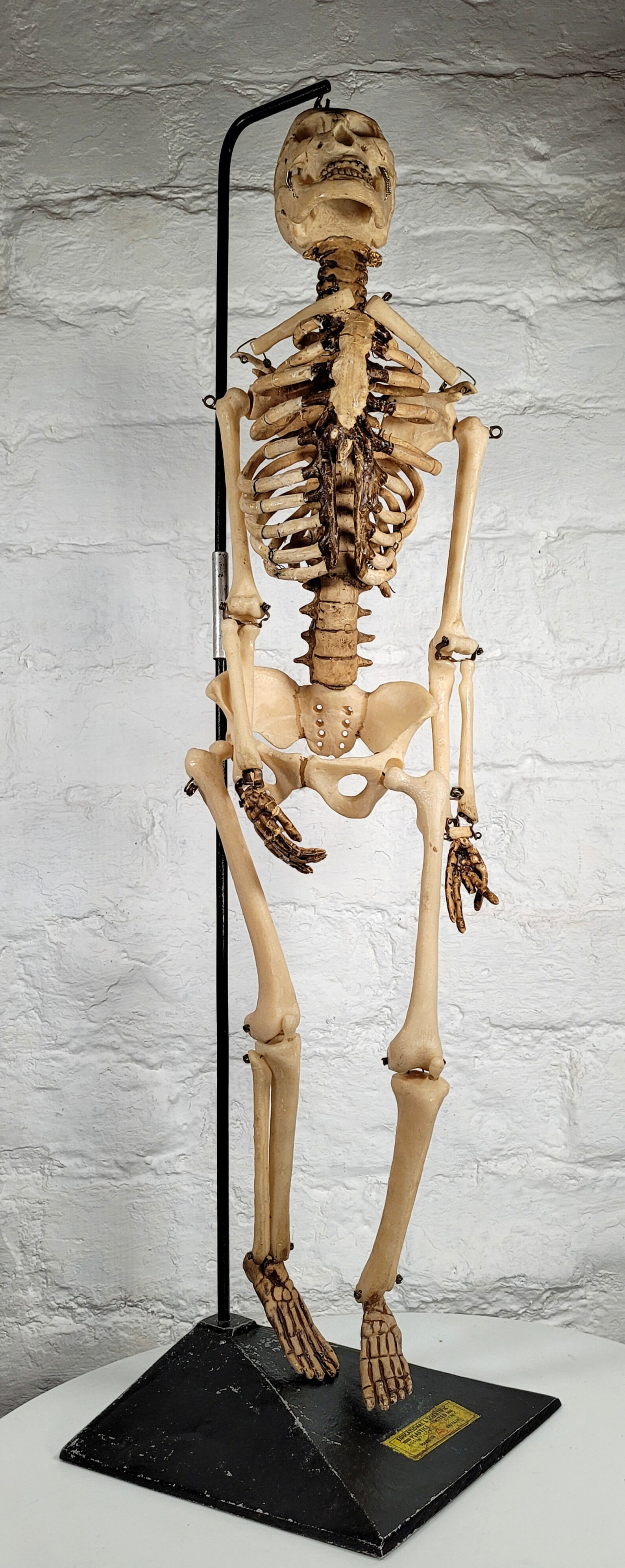 Vintage Skeleton Scale Model / Vintage Human Anatomy Model / - Etsy