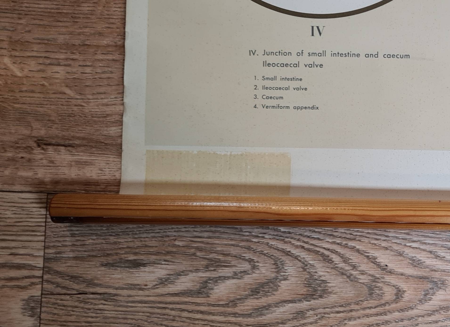 Vintage Anatomical Poster / Humandigestivesystem / 1950s Biology Poster ...