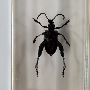 Five Piece Vintage Bug Collection / Entomology Collection in Resin ...