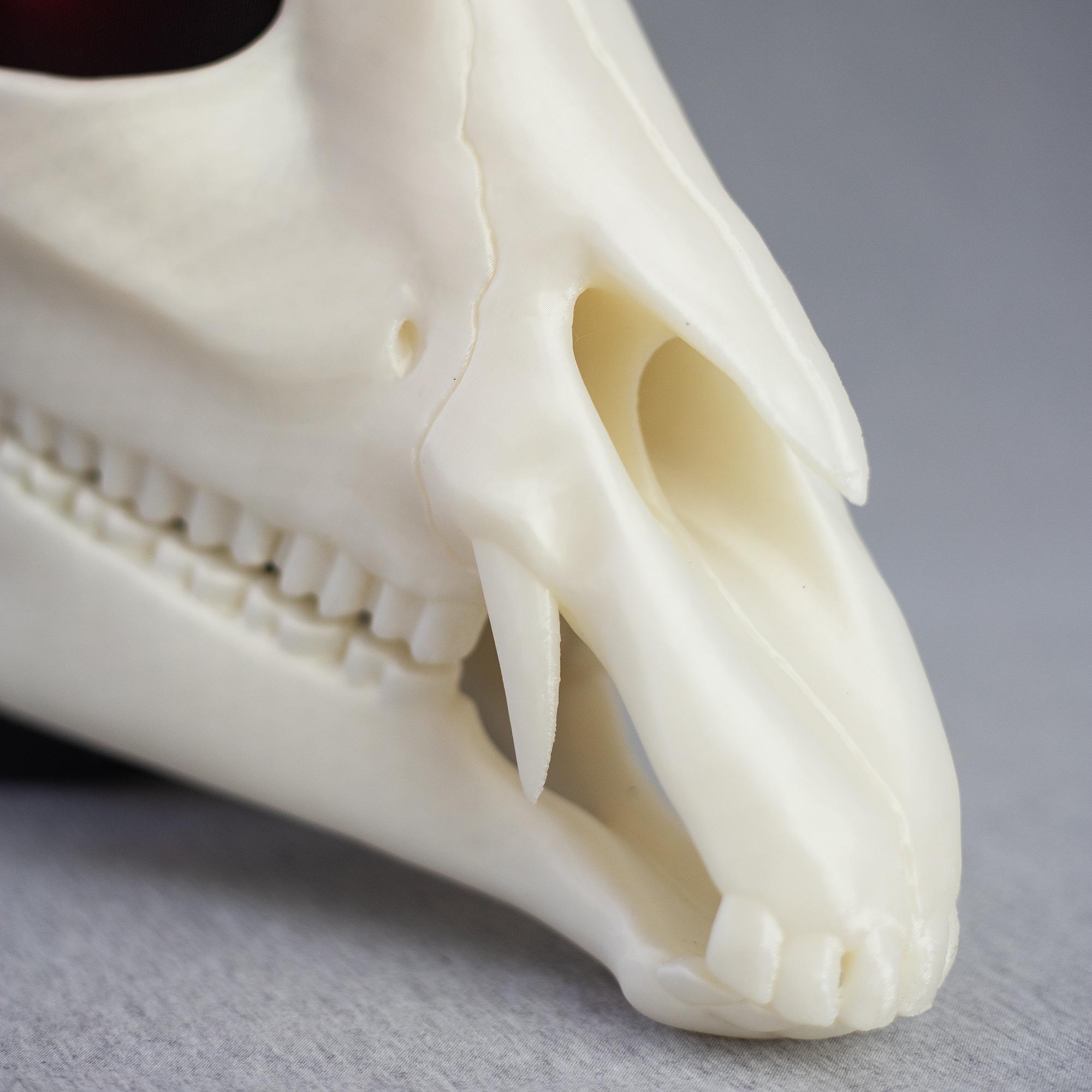 Demon Horse Skull Moving Jaw Mask, Skull Mask, Cosplay Mask, Scary Mask ...