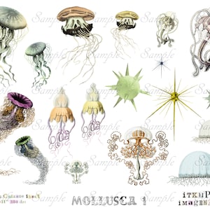 Molllusca Bundle - 3 X Digital Collage Sheet - Ocean, Sea Life - Pg and ...