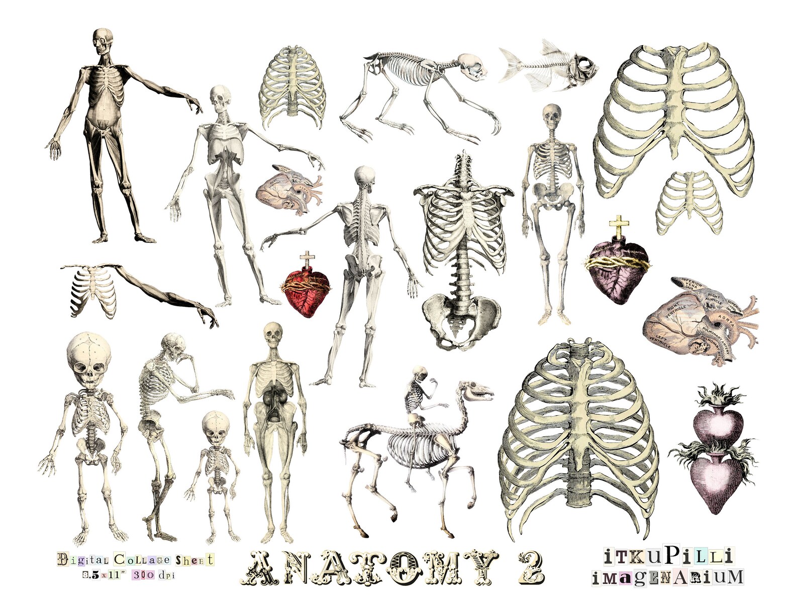 Anatomy Bundle 3 X Digital Collage Sheet Jpg and Png - Etsy