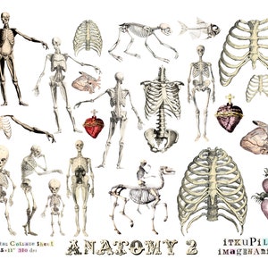 Anatomy Bundle - 3 X Digital Collage Sheet - Jpg and Png - Printable ...