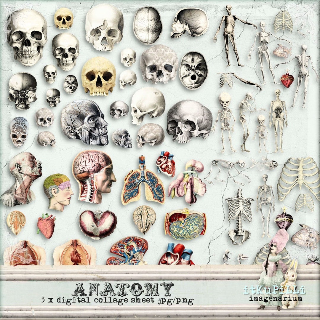 Anatomy Bundle - 3 X Digital Collage Sheet - Jpg and Png - Printable ...