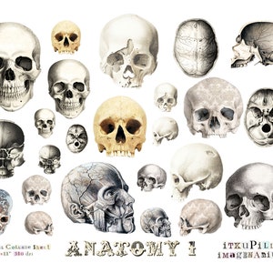 Anatomy Bundle - 3 X Digital Collage Sheet - Jpg and Png - Printable ...