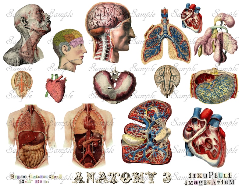 Anatomy Bundle 3 X Digital Collage Sheet Jpg and Png - Etsy
