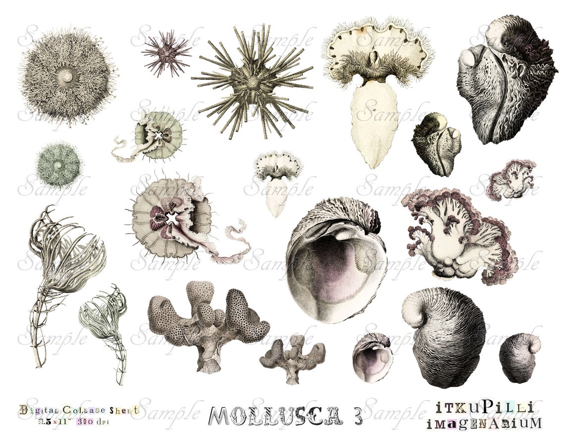 Molllusca Bundle 3 X Digital Collage Sheet Ocean Sea Life - Etsy