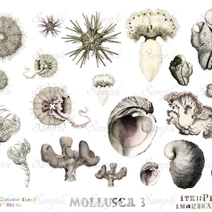 Molllusca Bundle - 3 X Digital Collage Sheet - Ocean, Sea Life - Pg and ...