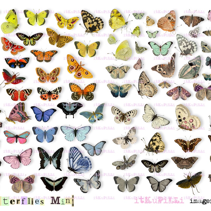 Realistic Butterfly Printable - Etsy