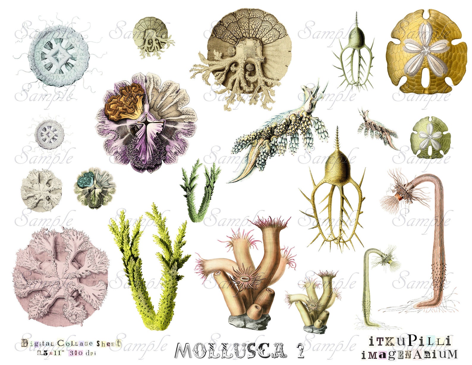Molllusca Bundle 3 X Digital Collage Sheet Ocean Sea Life - Etsy