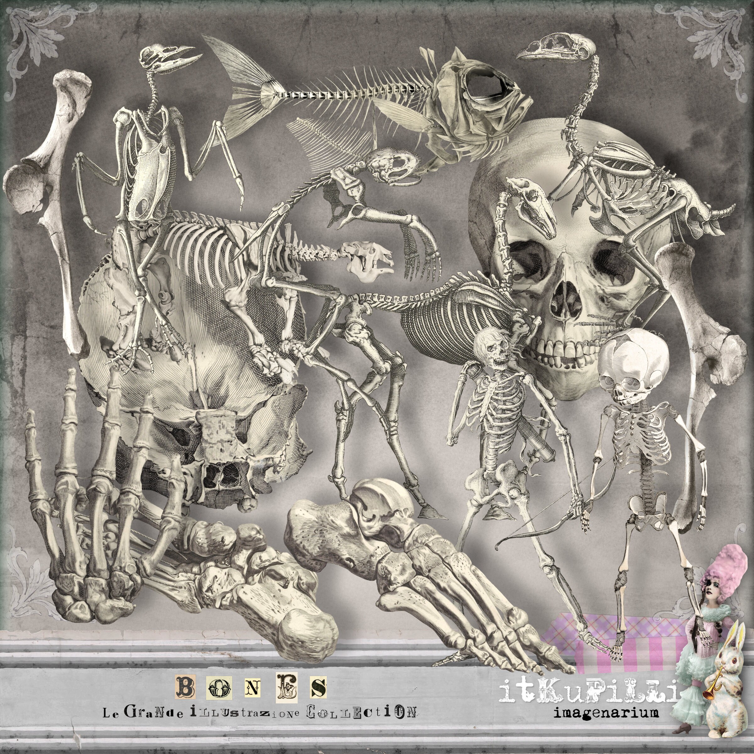Large Printable Skeleton Parts