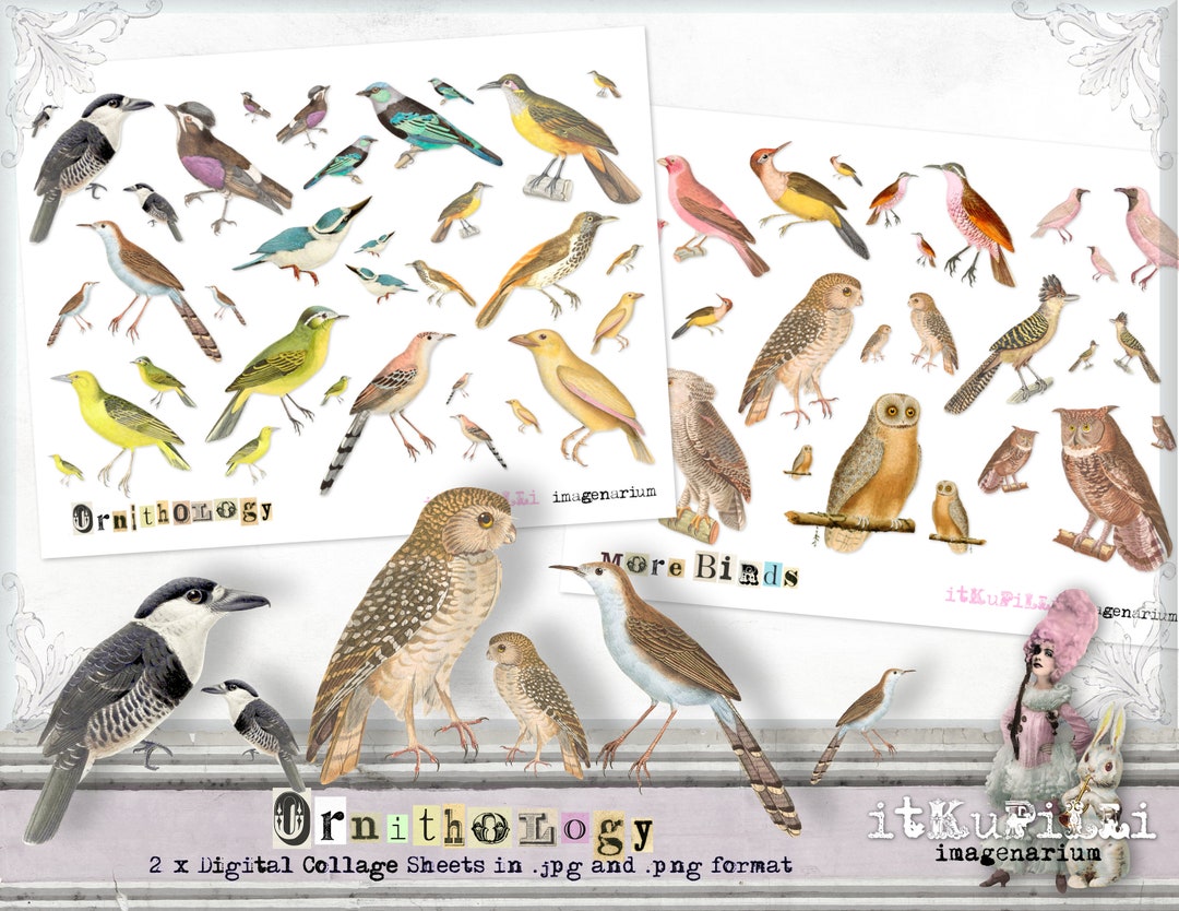 Ornithology Vintage Birds - 2 X Digital Collage Sheet - Jpg and Png ...