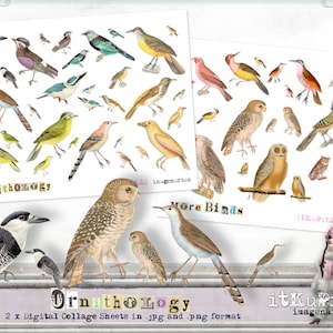 Ornithology Vintage Birds - 2 X Digital Collage Sheet - Jpg and Png ...