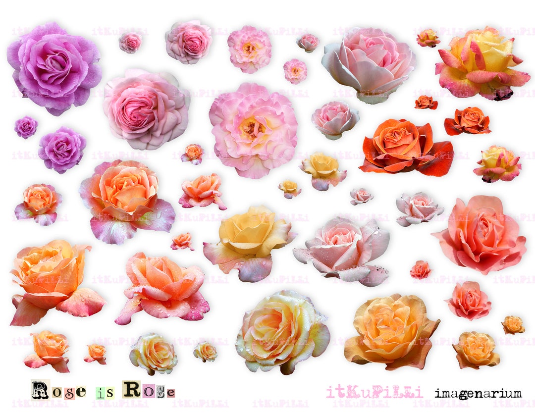 Rose is Rose - Digital Collage Sheet - Jpg and Png - Printable, Instant ...