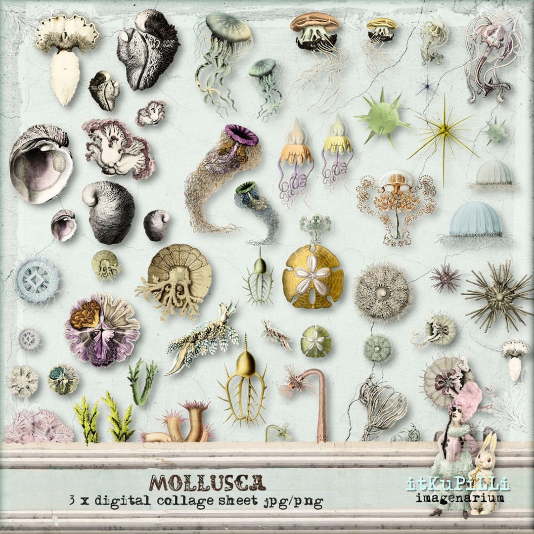 Molllusca Bundle - 3 X Digital Collage Sheet - Ocean, Sea Life - Pg and ...