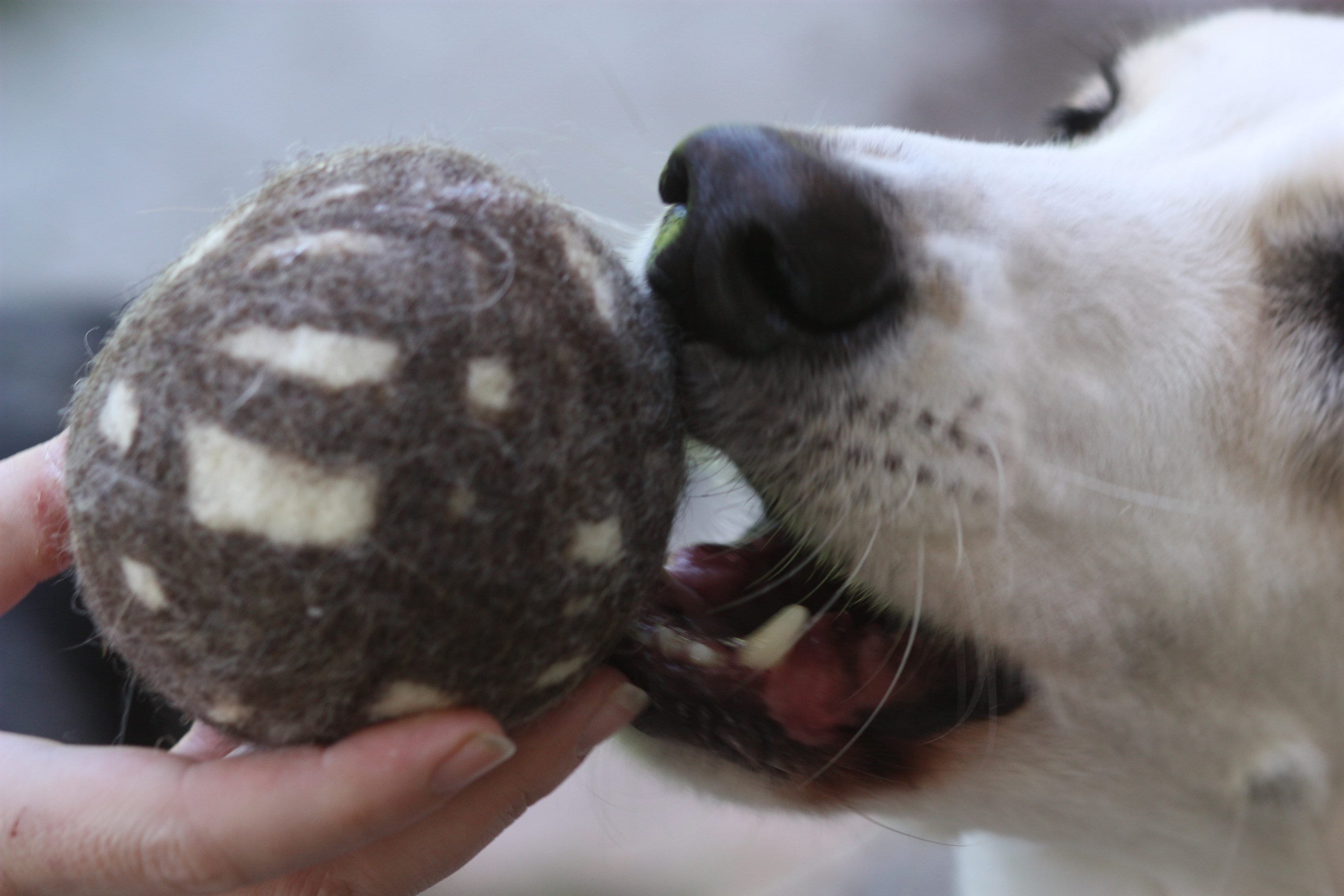 Wool Ball for Dogs Soft Indoor Toy Dog Wool Ball ONE PIECE | Etsy