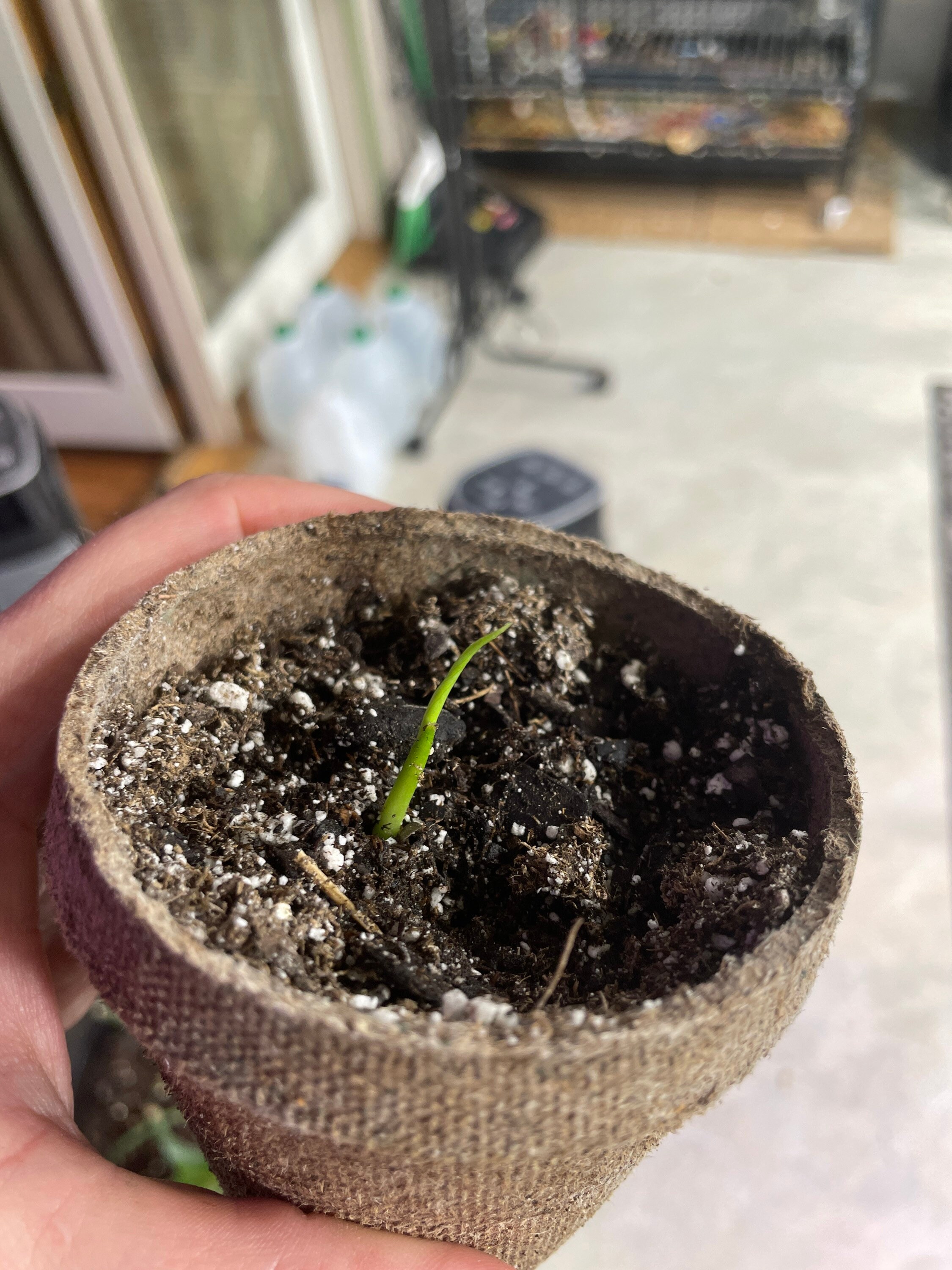 Monstera Deliciosa Seedling - Etsy