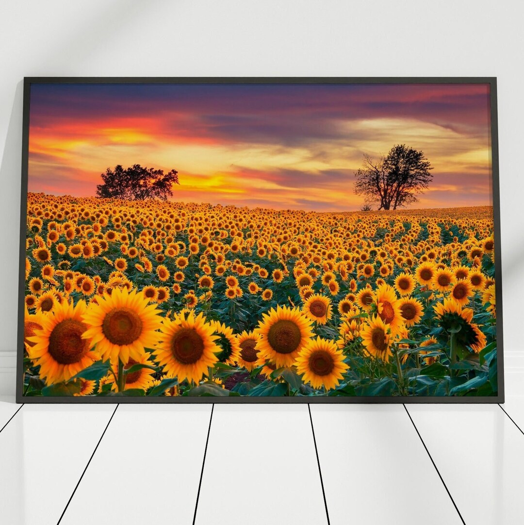 Blooming Sunflower Field Poster, Flower Poster, Sunset Sunflower Canvas ...