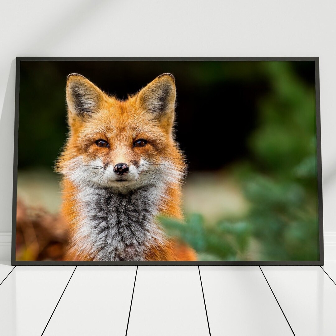 Cute Fox Poster, Red Fox Poster, Fox Canvas Poster, Red Fox Print, Fox ...