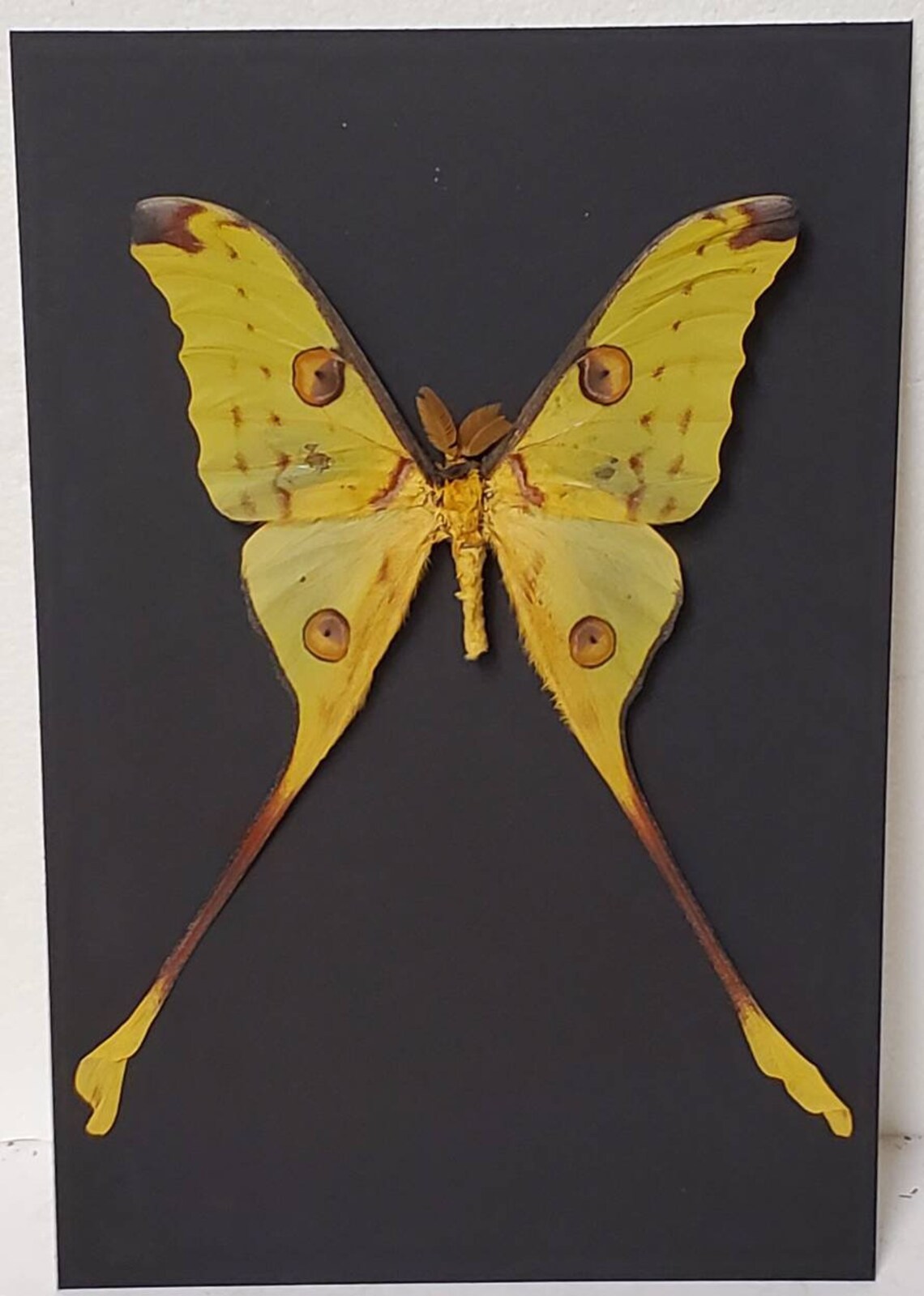 Real Framed Comet Moth M | Etsy